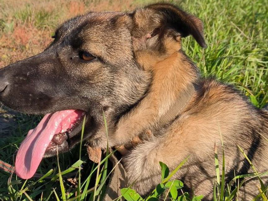 Щенок в добрые руки бесплатно