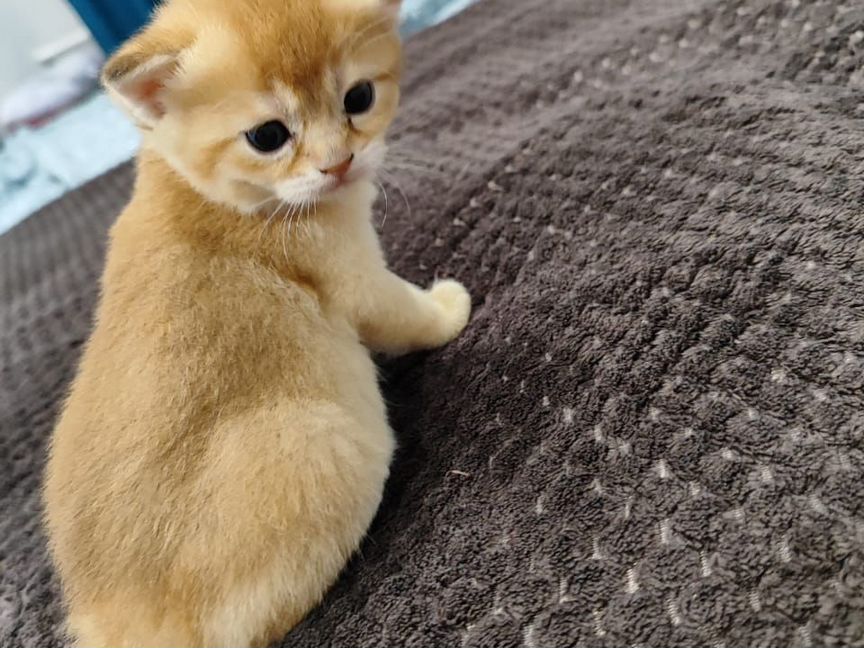 Предлaгаютcя шотлaндcкие золотые котята