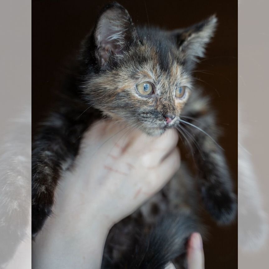 Кошечка ищет дом
