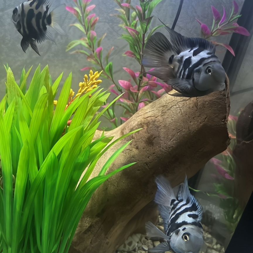 Аквариумная рыбка "Сапфировый Попугай"