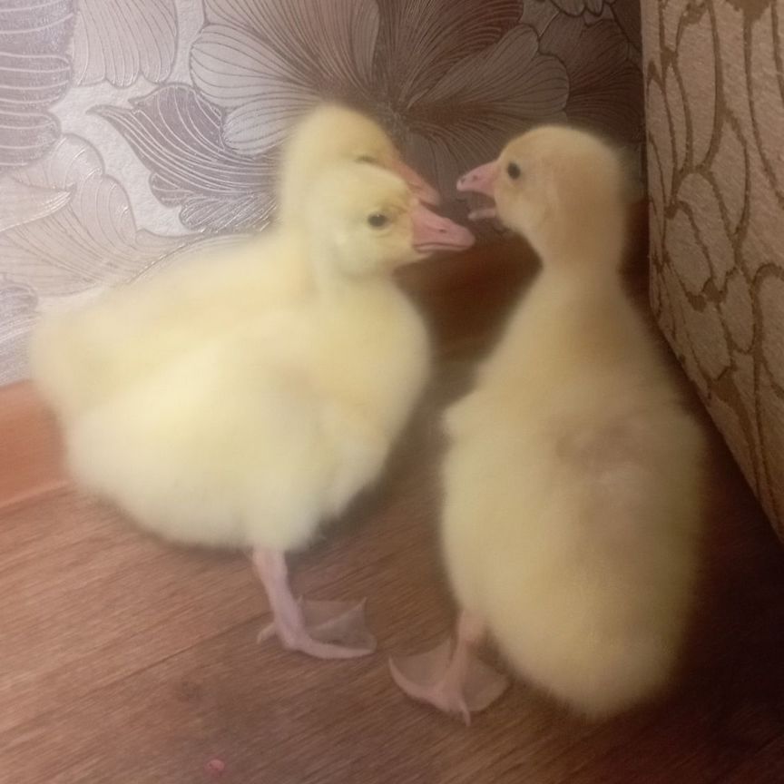 Гусята линда