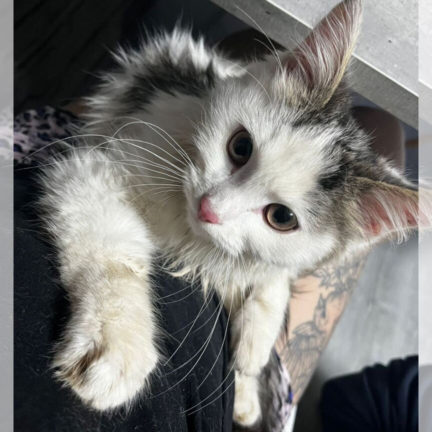 Котик