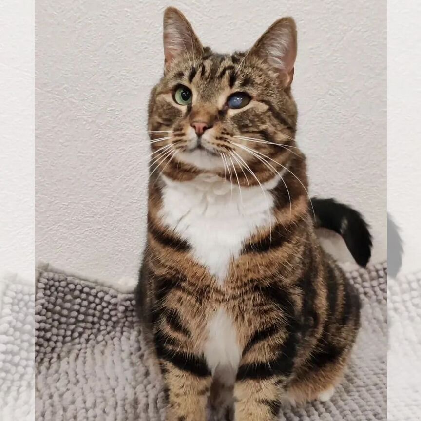 Взрослая, кошка в добрые руки