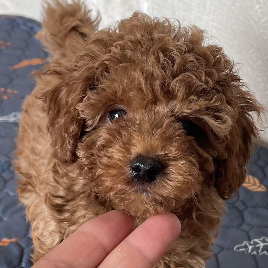 Той-пудель, щенок