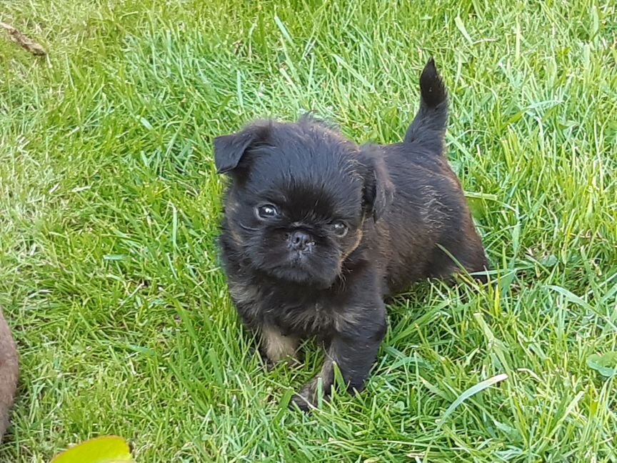 Щенки гриффона