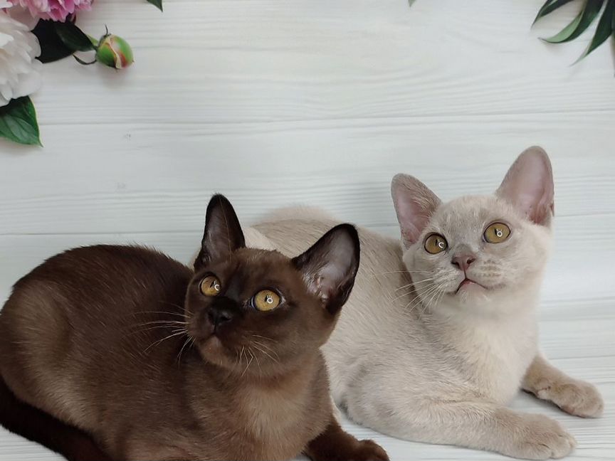 Котята Европейской Бурмы