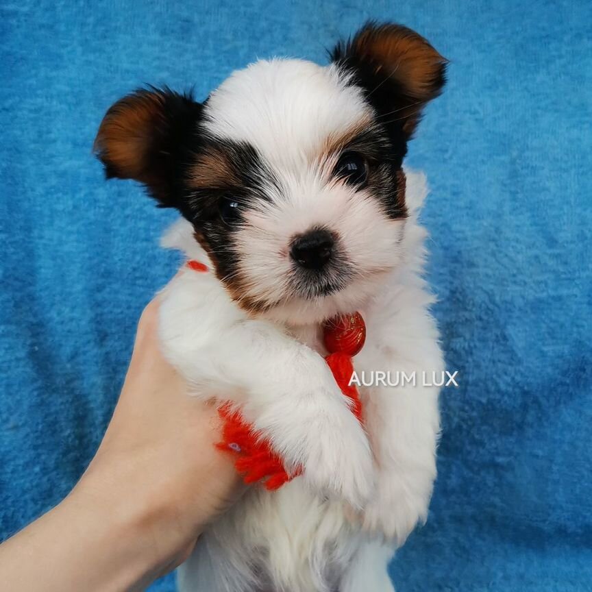 Щеночки малыши