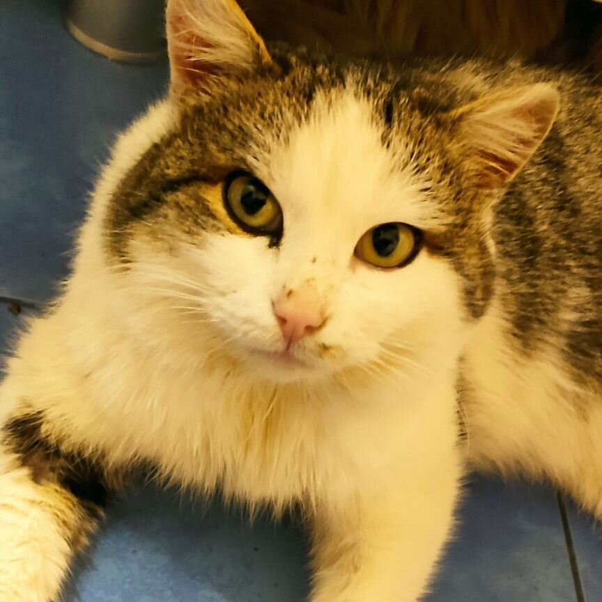 Котики бесплатно в добрые руки