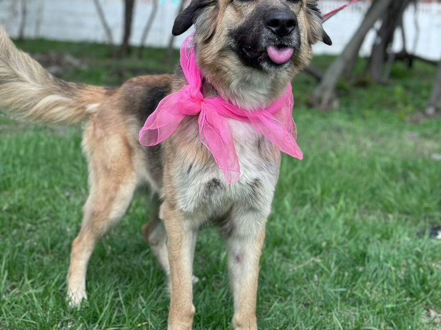 Пшенка. Собаке очень нужен дом