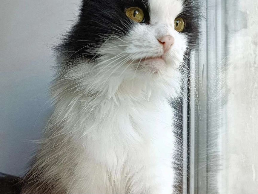 Кошечка Моня