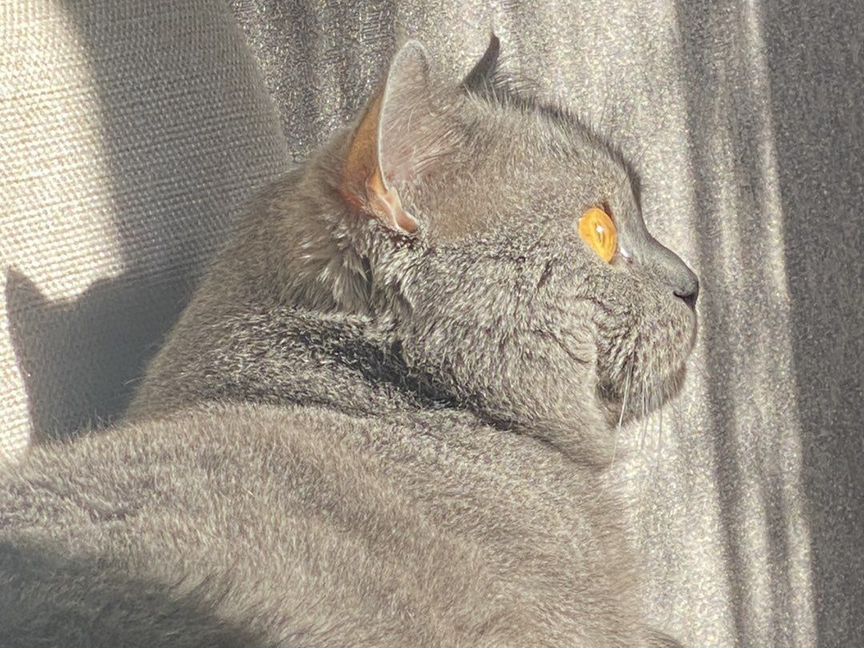 Кот на Вязки (Британец)