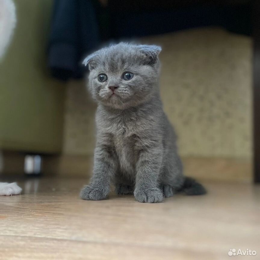 Вислоухий котик