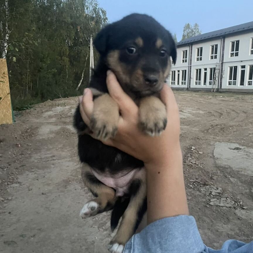 Красавица девочка ищет дом