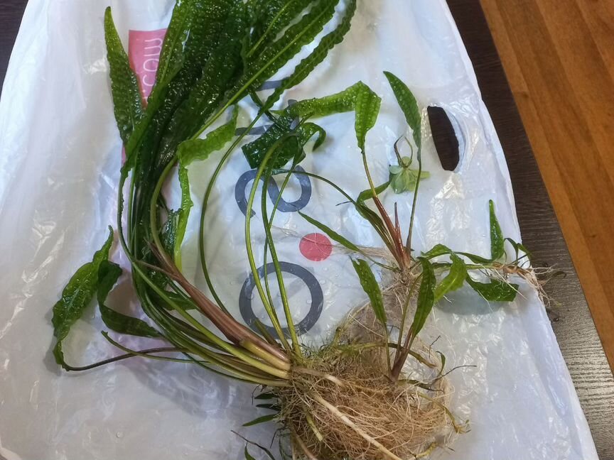 Аквариумная трава