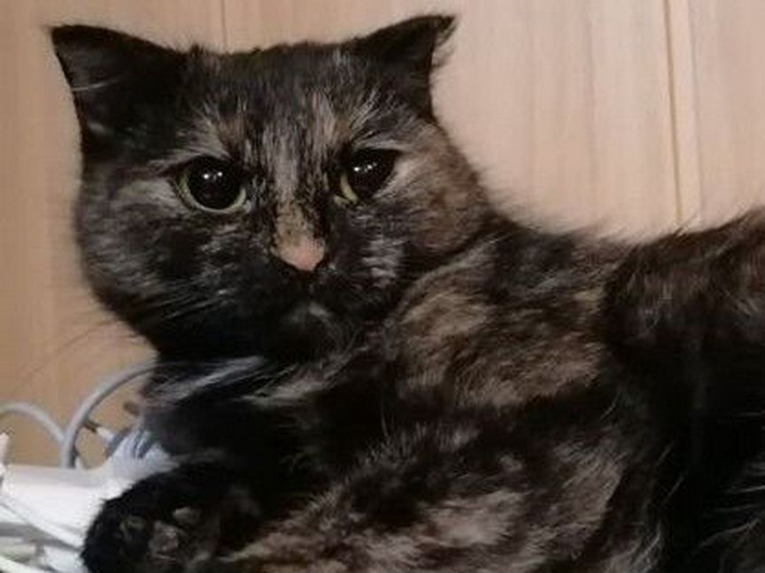 Отдам шотл. Висл. Смесь. Кошечка