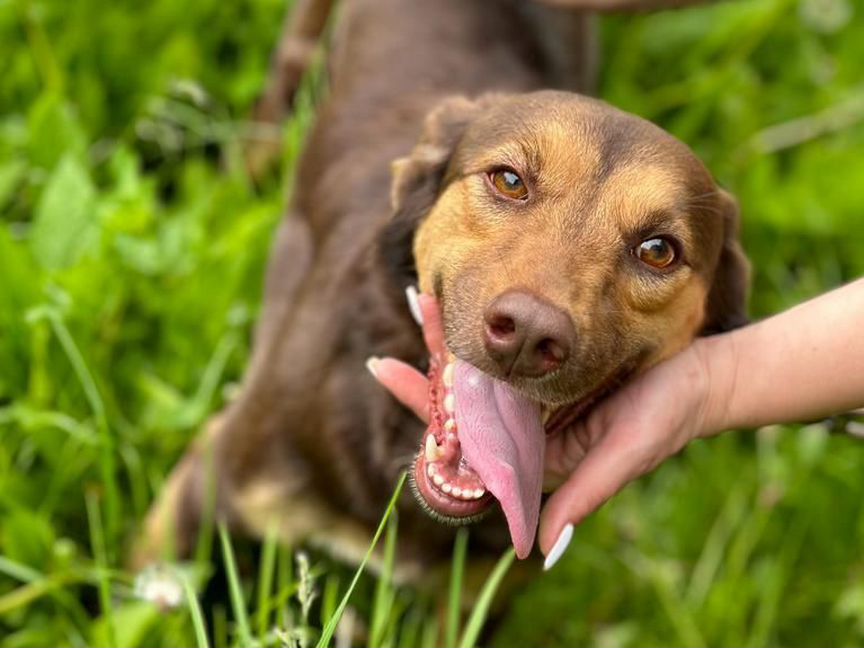 Шоколадная красавица Тэю 2 года