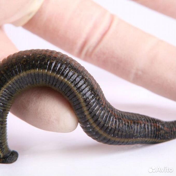 Пиявка лечебная