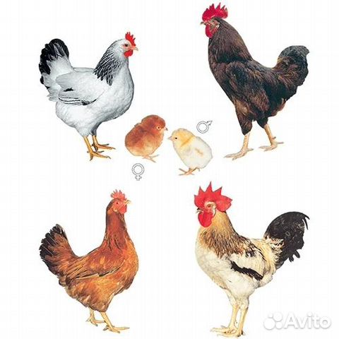 Яйцо инкубационное Доминант D 192 (бурый)