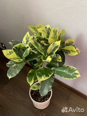 Кротон / Кодиеум Эбурнеум купить в Москве | Товары для дома и дачи | Авито