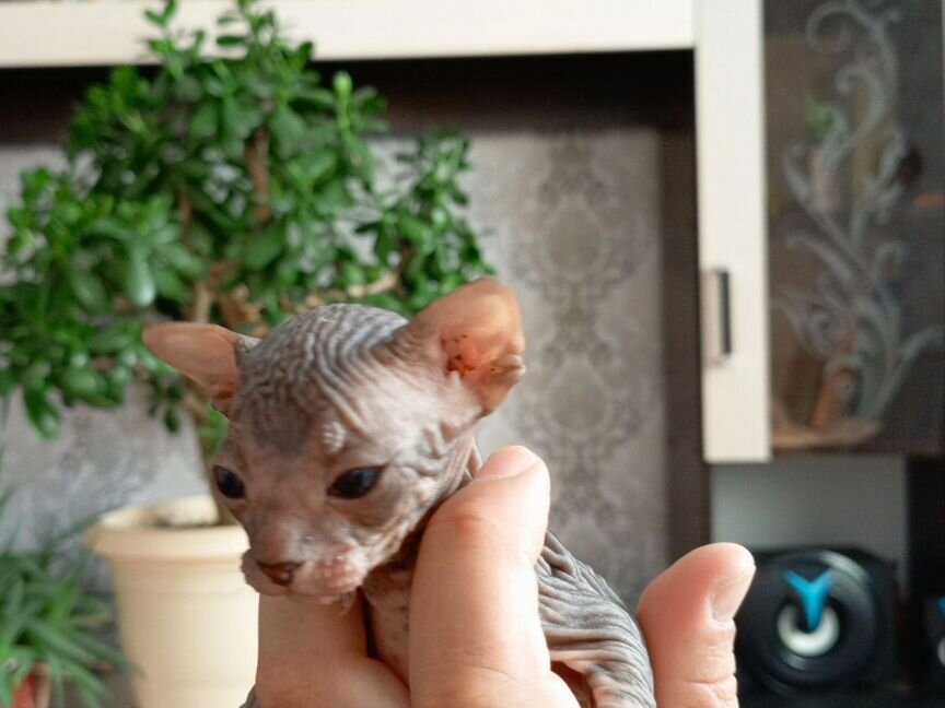 Донской сфинкс котята
