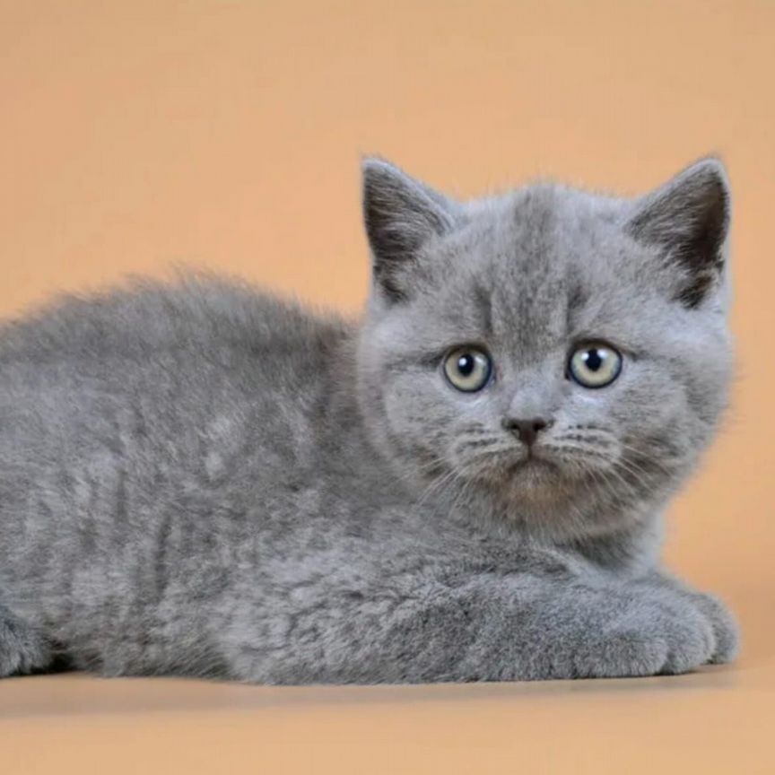 Шотландские плюшечки