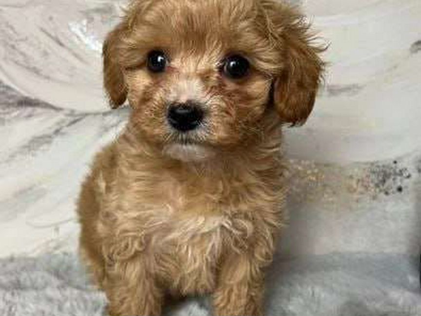 Мальтипу щенок