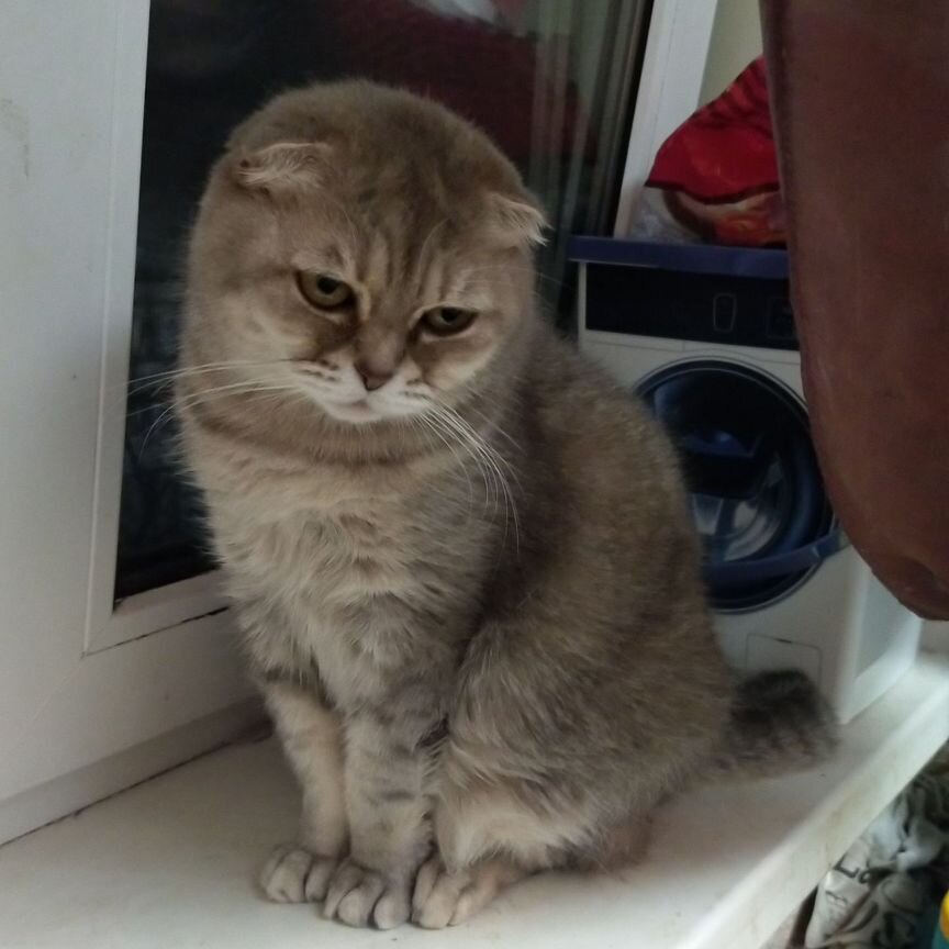 Шотландская вислоухая кошка бесплатно