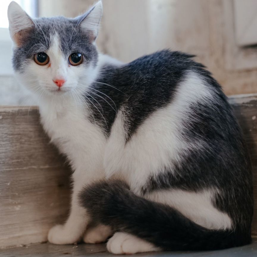 Котёнок Любочка ищет дом
