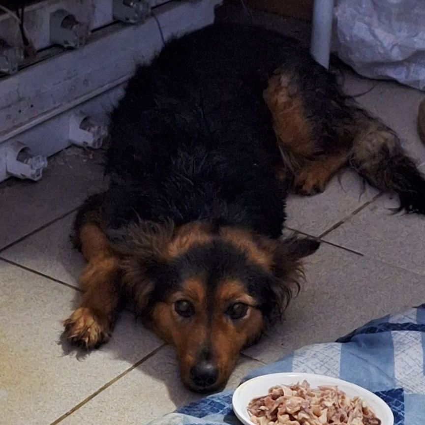 Взрослая собака в добрые руки