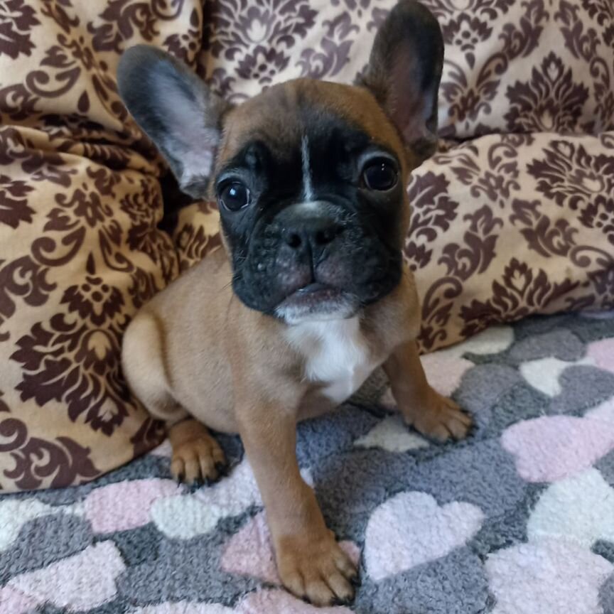 Французский бульдог, щенок