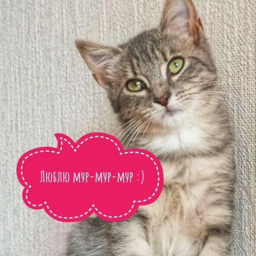 Котенок ищет дом