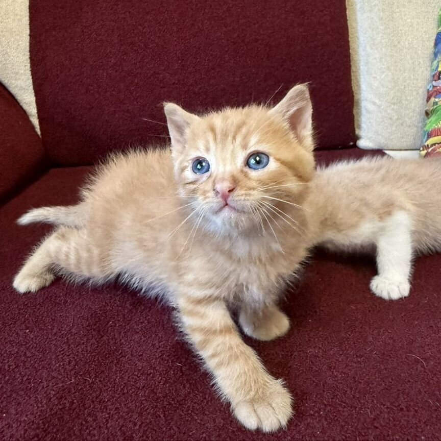 Котёнок в добрые руки