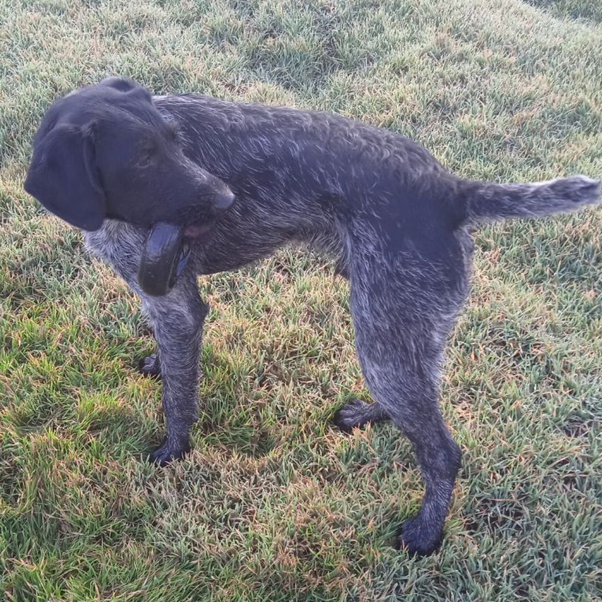 Продется дратхаар 9месяцев кобель