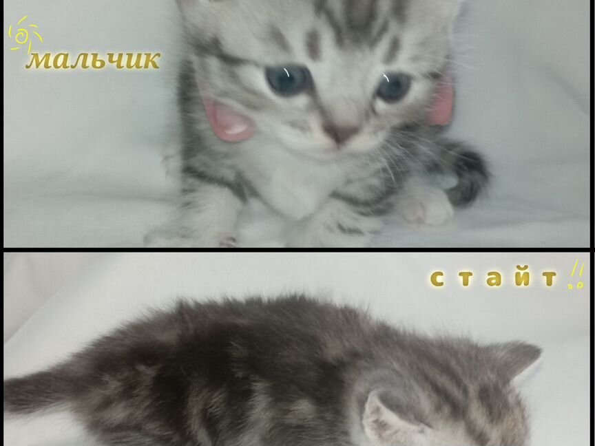 Шотландские котята