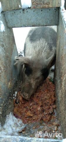 Домашняя свинья, для продолжения потомства