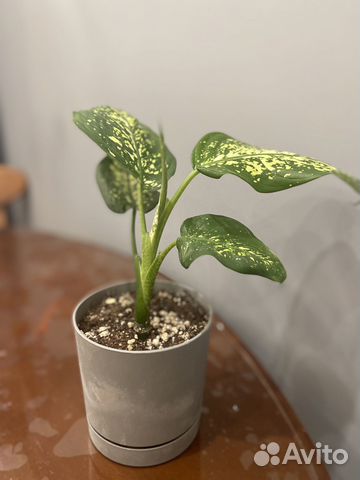 Комнатные растения купить в Калининграде | Товары для дома и дачи | Авито