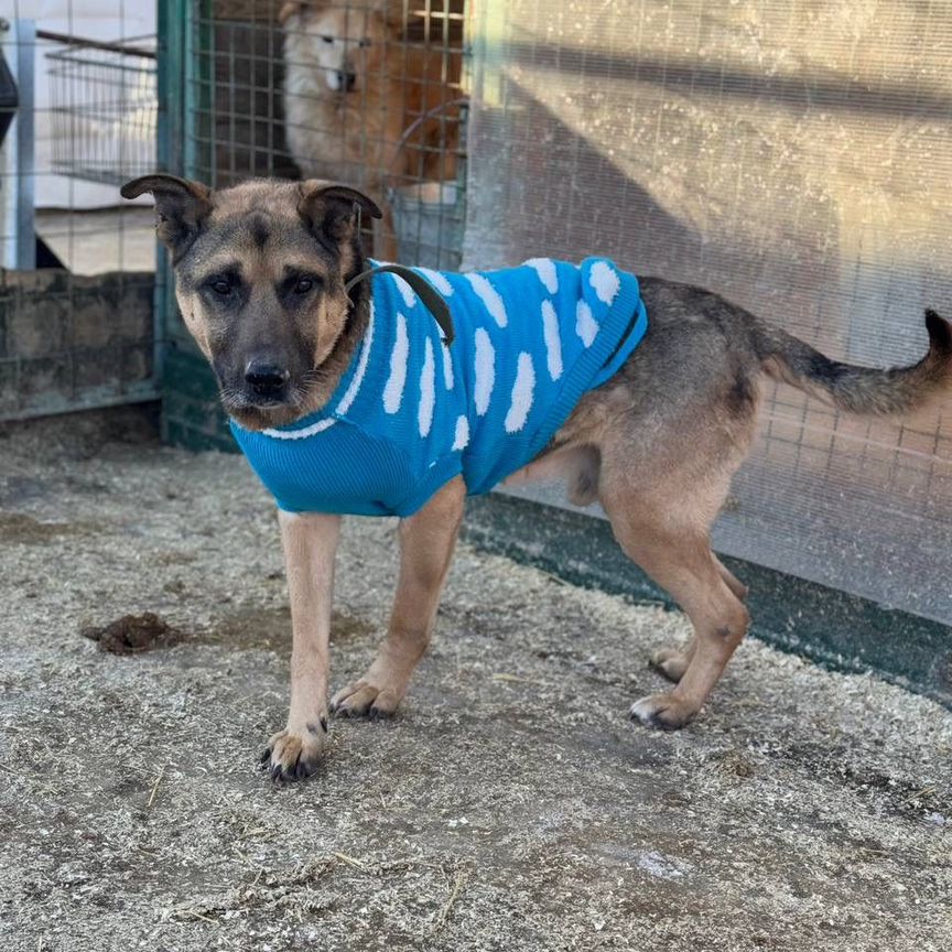 Собака в добрые руки