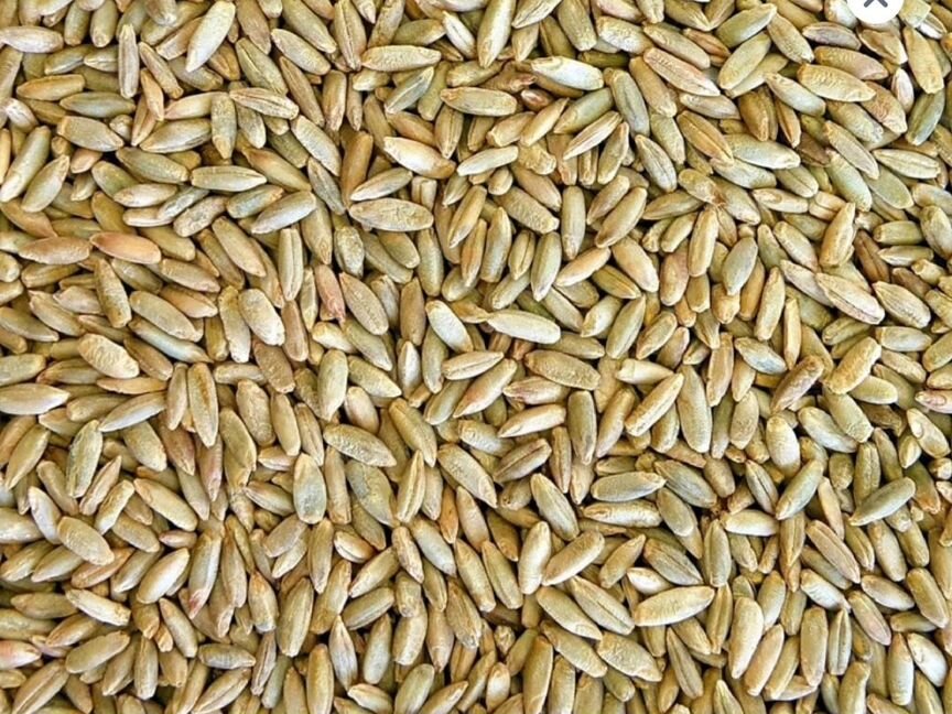 Рожь, ячмень