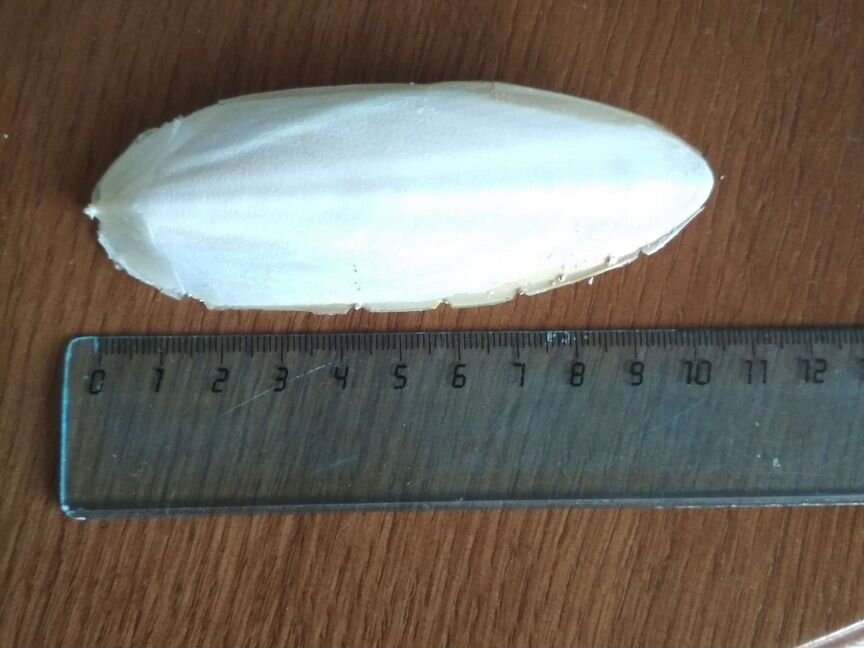 Сепия панцирь каракатицы