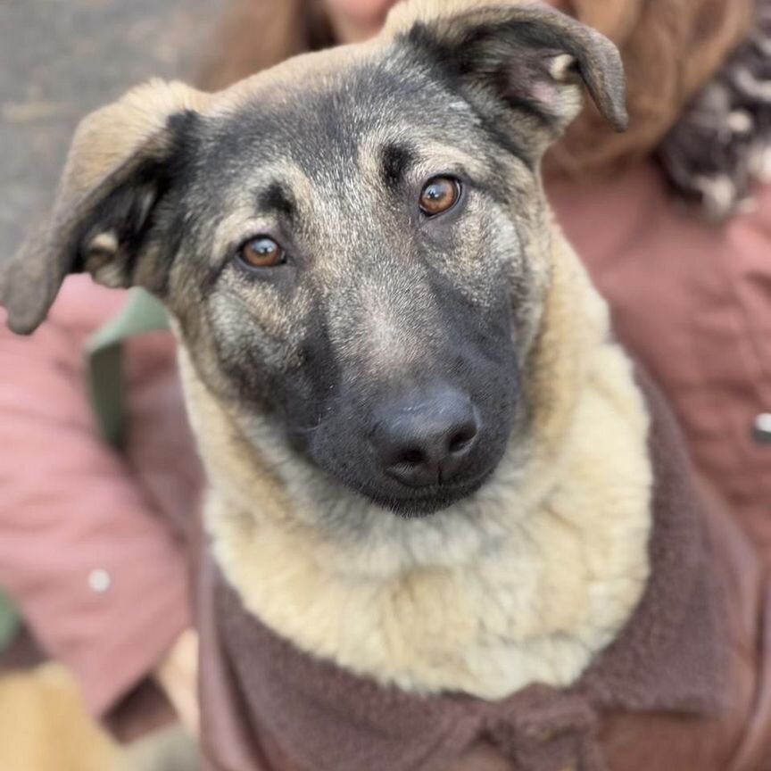 Собака в добрые руки, девочка