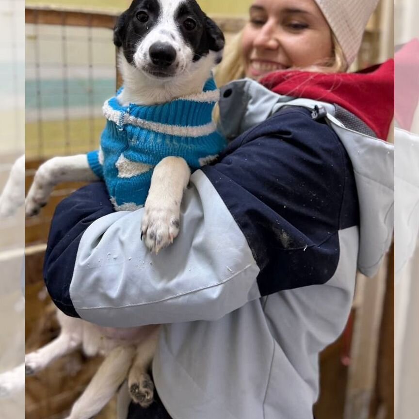 Щенок в добрые руки