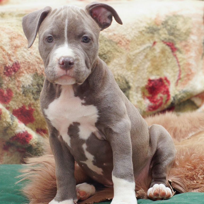 Девочки американского стаффордширтерьера