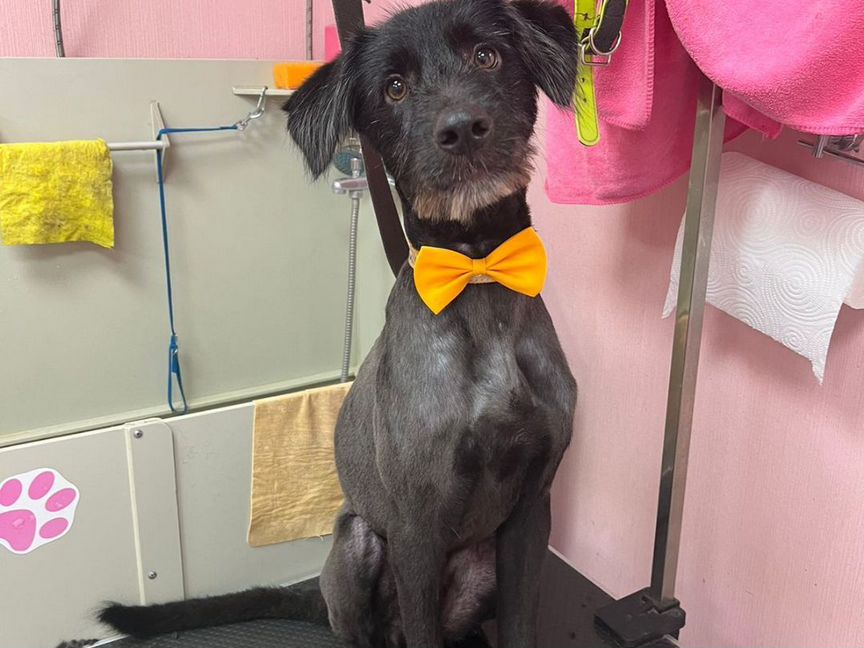 Щенок подросток в добрые руки