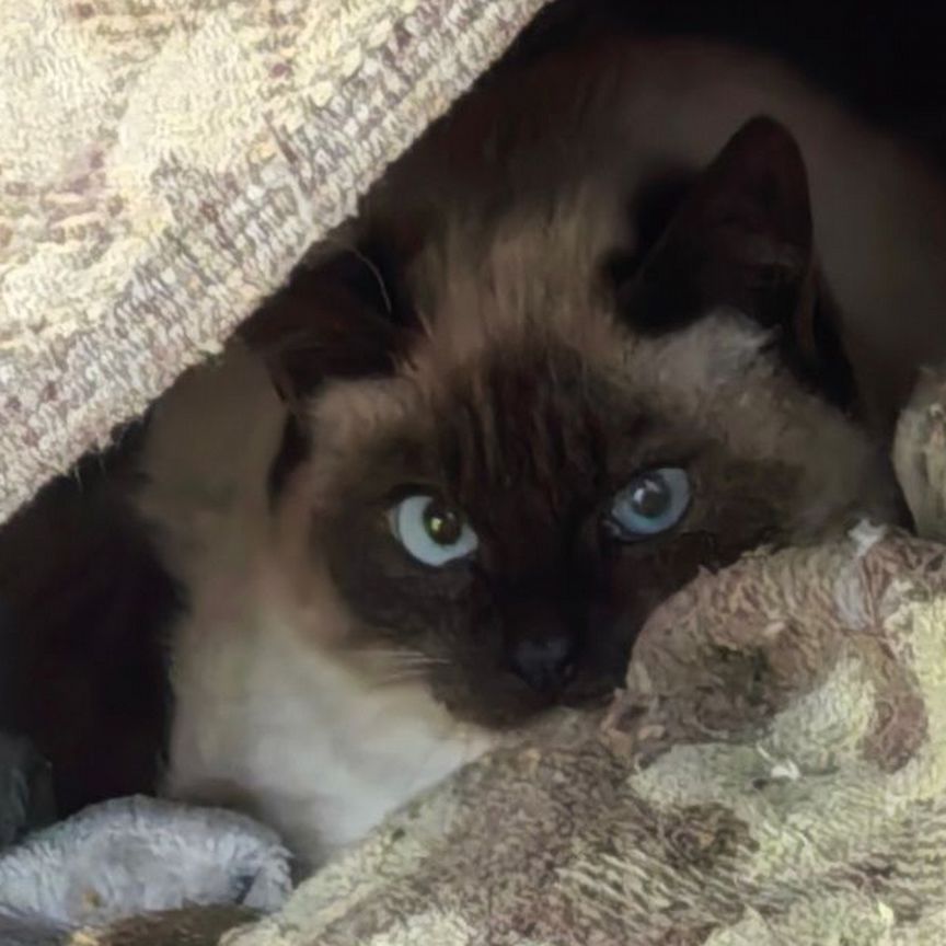 Сиамский котёнок