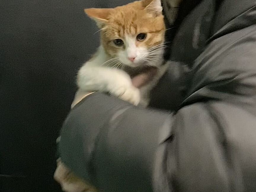 Котята в добрые руки бесплатно