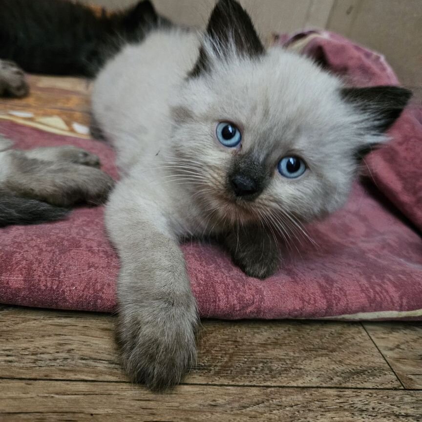 Отдам котят за символическую плату