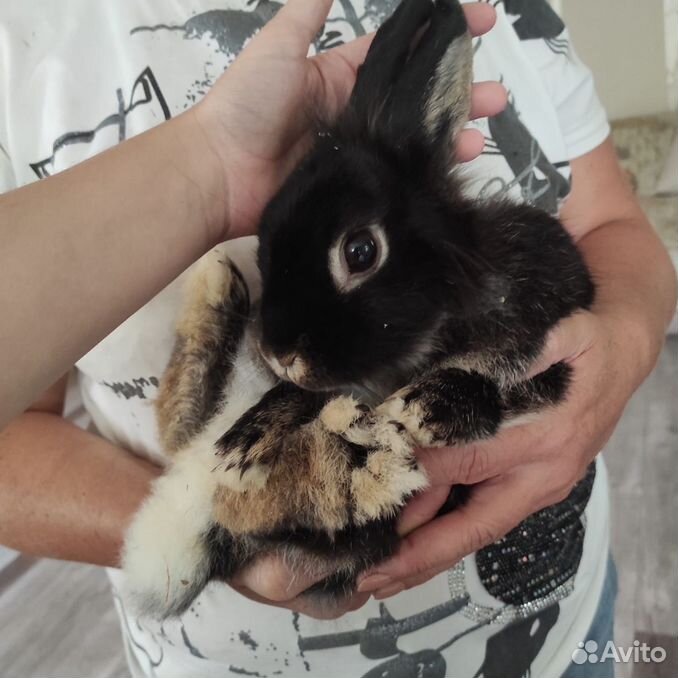 Декоративная крольчиха с клеткой