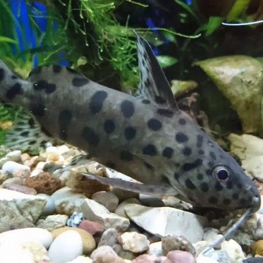 Сом-кукушка в добрые руки