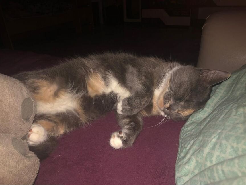 Кошка