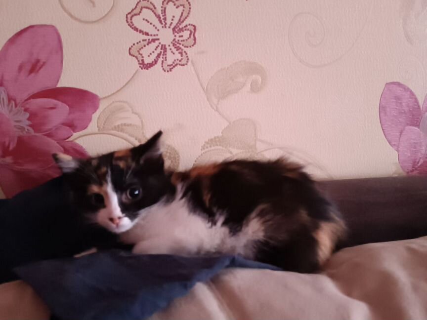 Котëнок